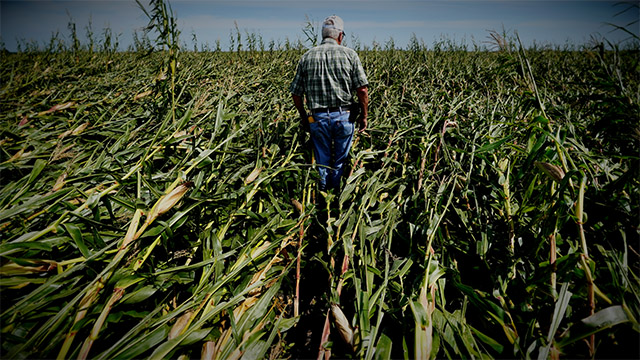 DTN/The Progressive Farmer - Building the Corn Hybrid of the Future