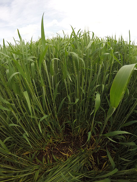 DTN/The Progressive Farmer - Innovations in the Field